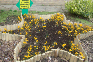 The Crocus Project - Scoilnet